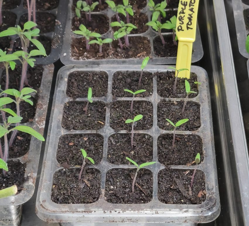 NHP Purple Tomatoes (A Super Tomato) | So Easily Distracted
